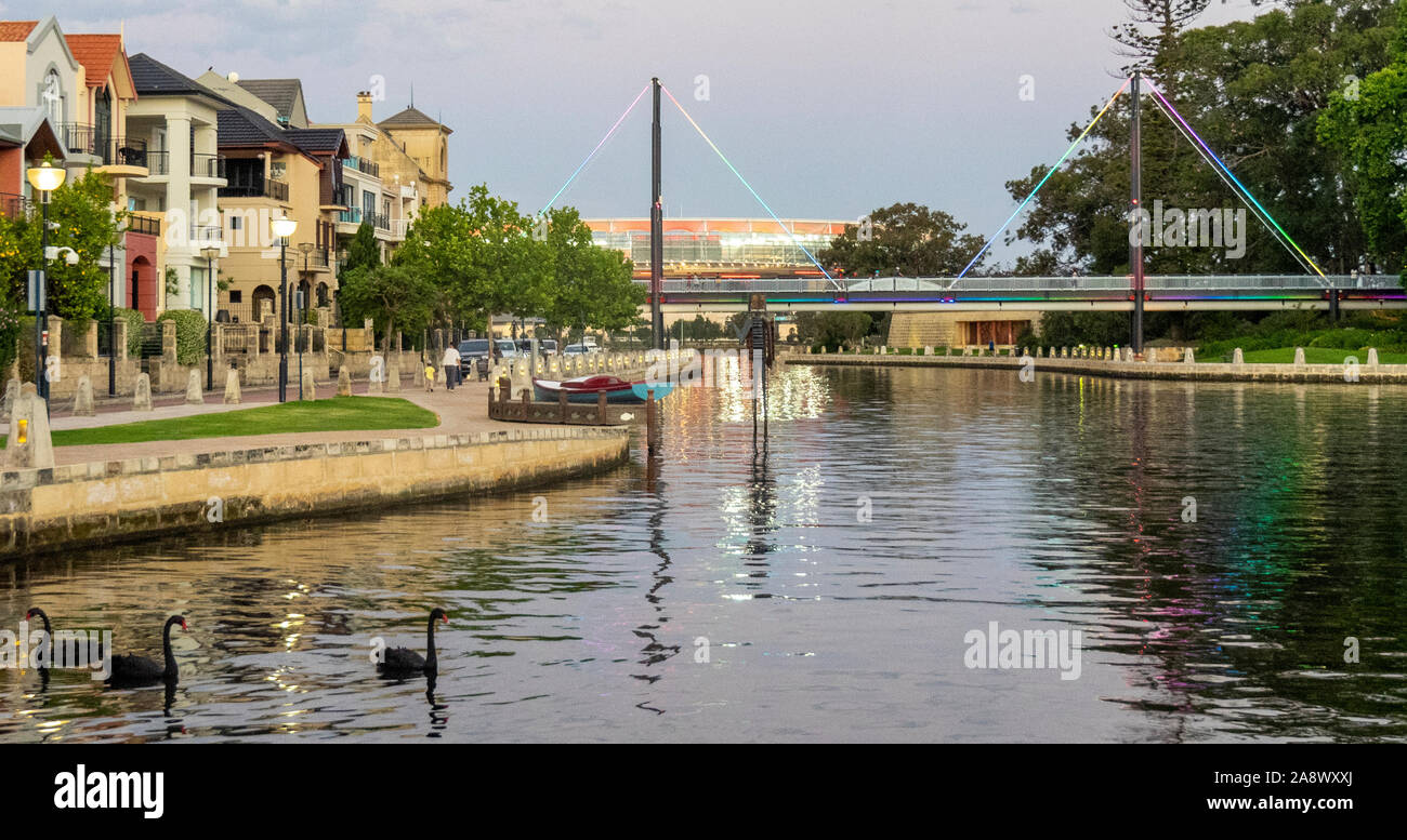 Three black swans in Claisebrook Cove and Trafalgar pedestrian bridge ...