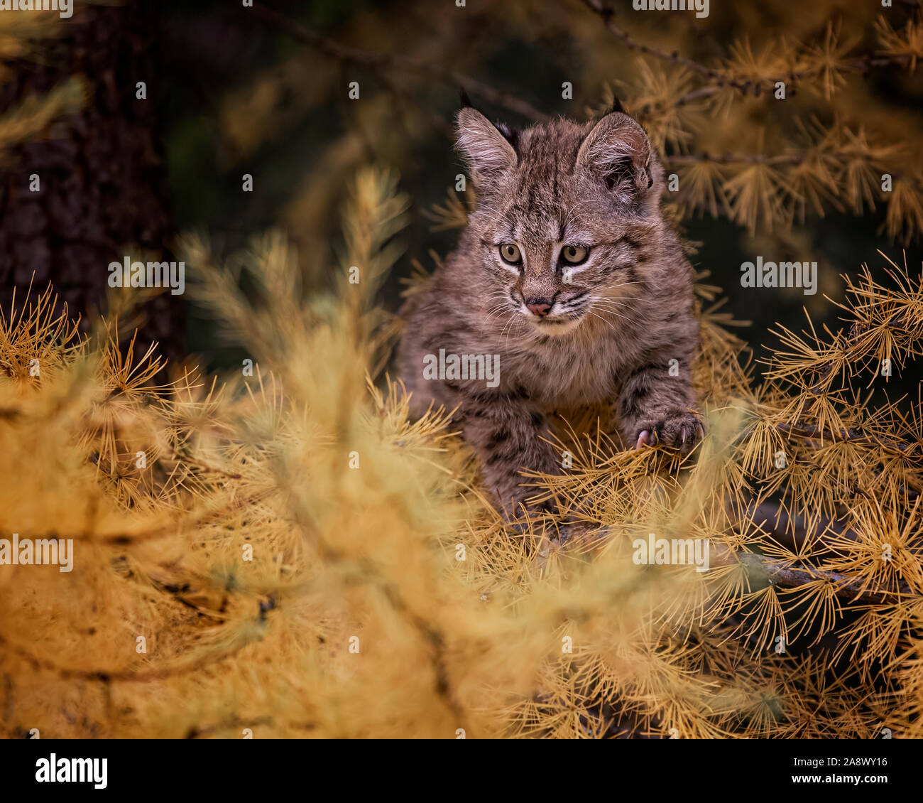 Bobcat kitten in fall colors Stock Photo - Alamy