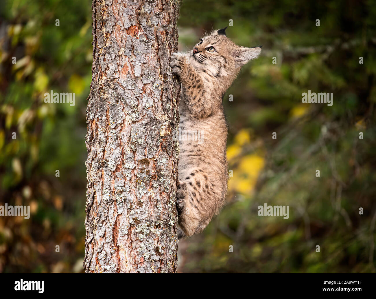 Bobcat kitten in fall colors Stock Photo - Alamy