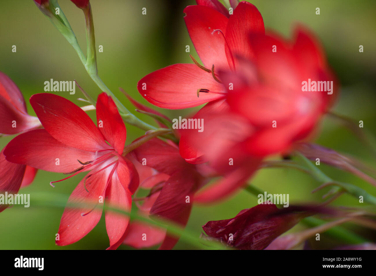 Hesperantha coccinea Major. Hesperantha coccinea or river lily or ...