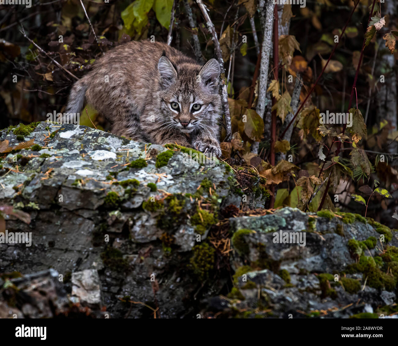 Female bobcat and kitten hi-res stock photography and images - Alamy