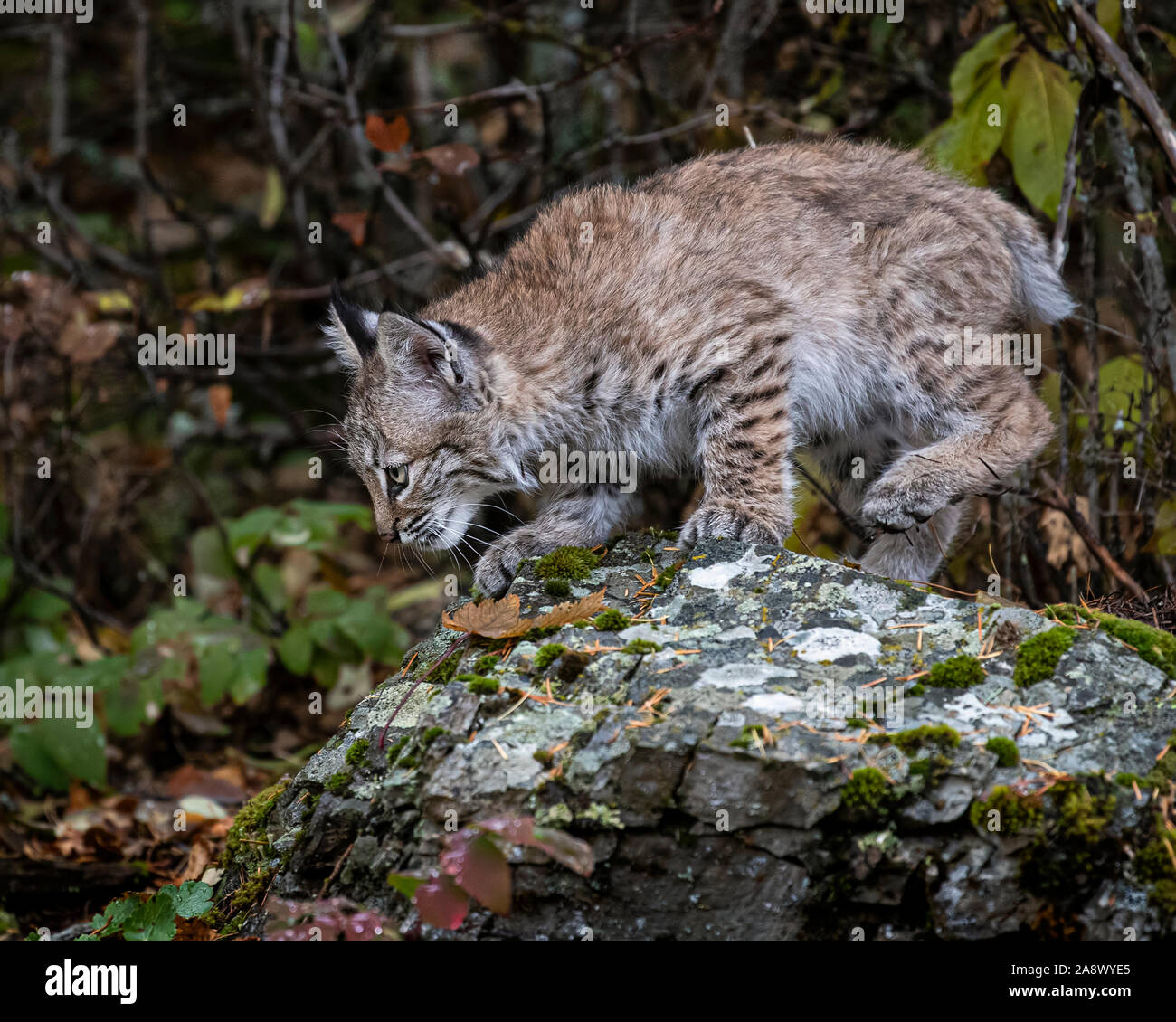 Bobcat kitten in fall colors Stock Photo - Alamy