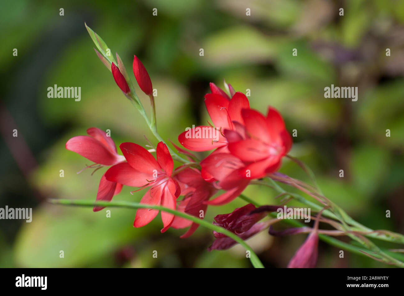 Hesperantha coccinea Major. Hesperantha coccinea or river lily or ...
