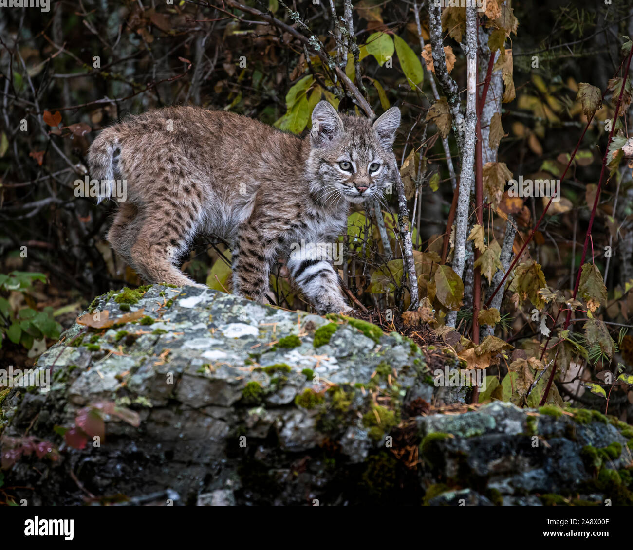 Female bobcat and kitten hi-res stock photography and images - Alamy