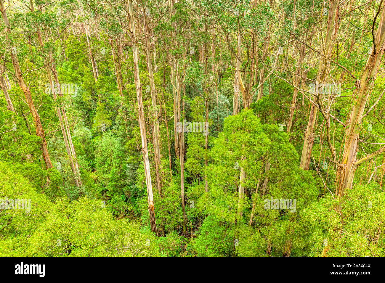 Giant swamp gum eucalyptus regnans hi-res stock photography and images ...