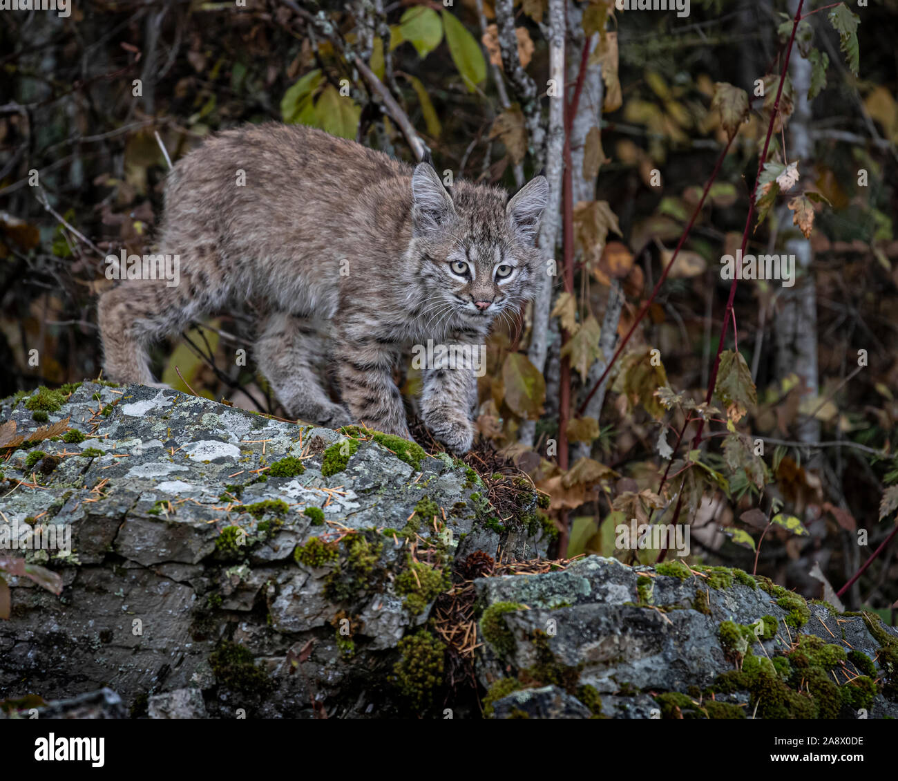Bobcat kitten in fall colors Stock Photo - Alamy