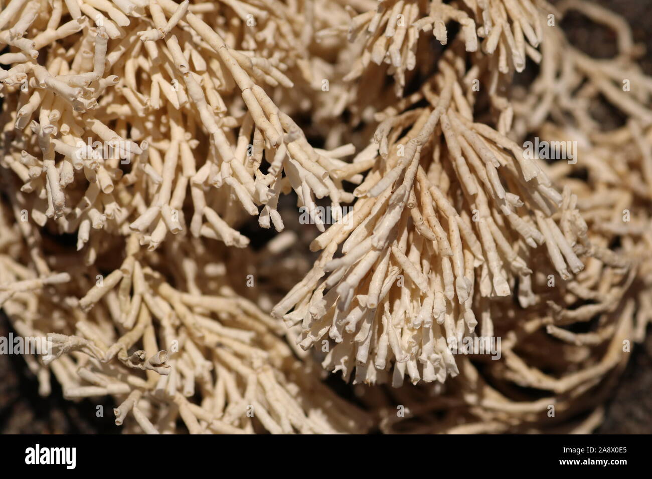 White soft coral. Marine animal that looks like a water plant ...