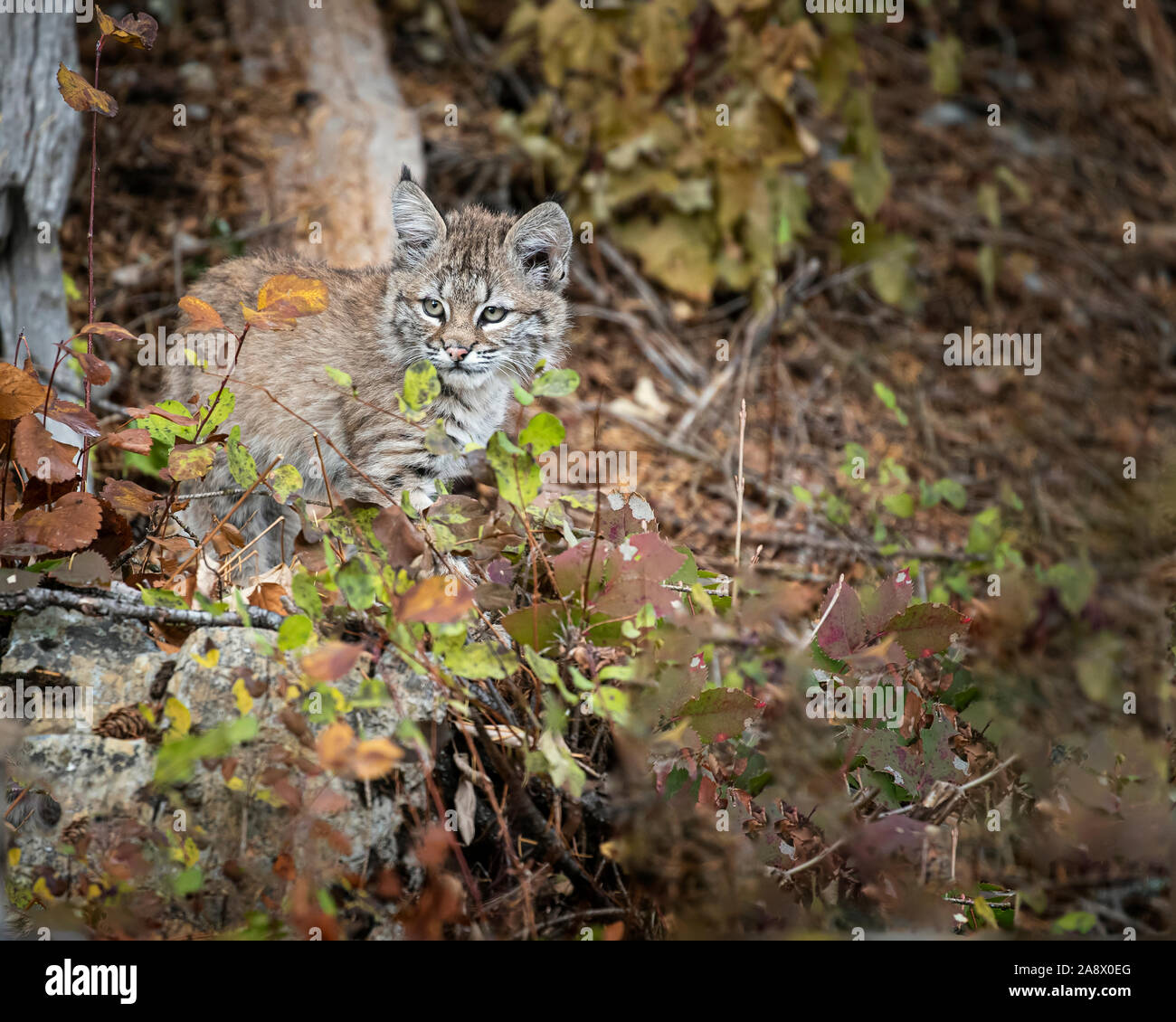 Bobcat kitten in fall colors Stock Photo - Alamy