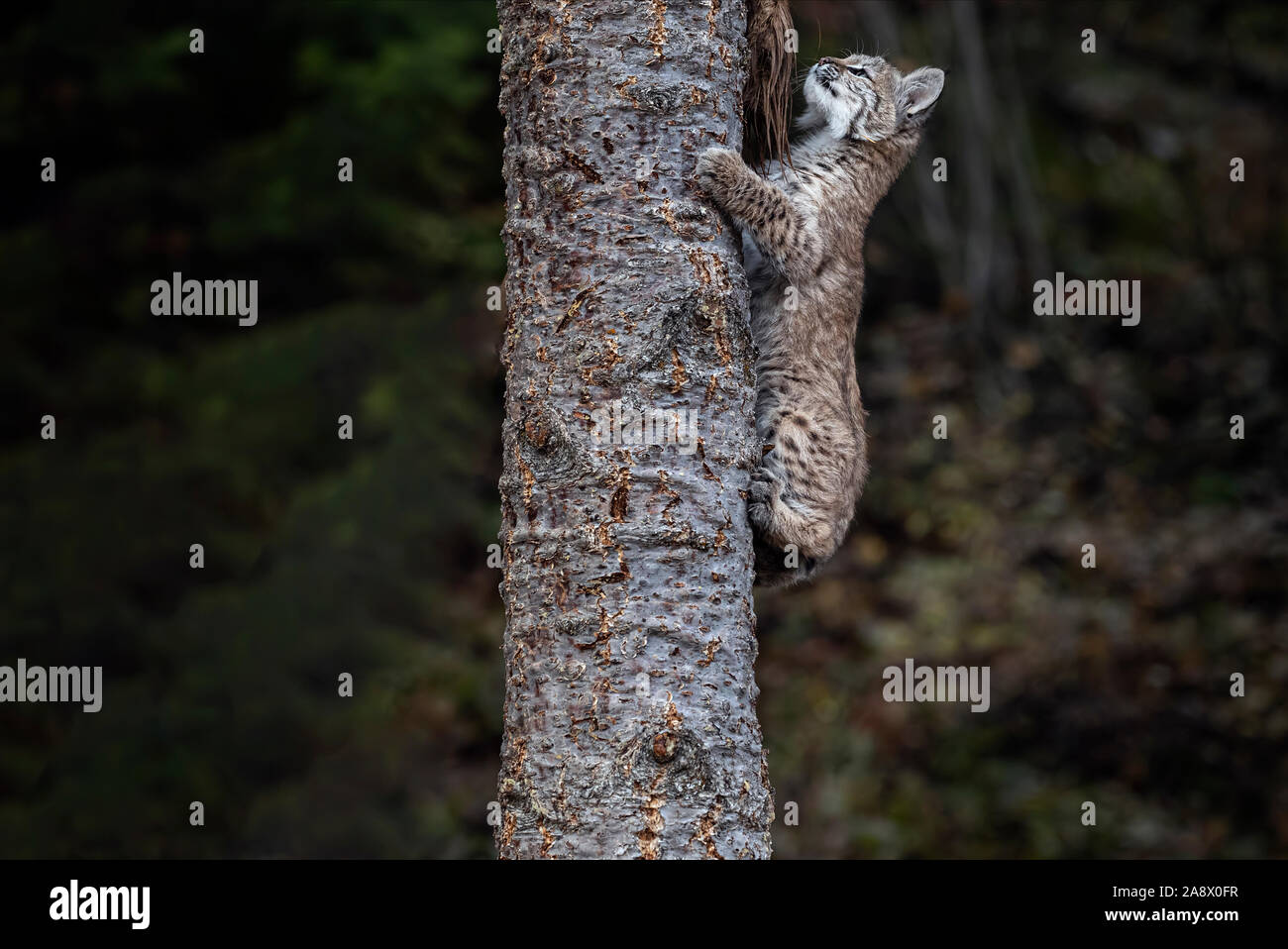 Bobcat kitten in fall colors Stock Photo - Alamy