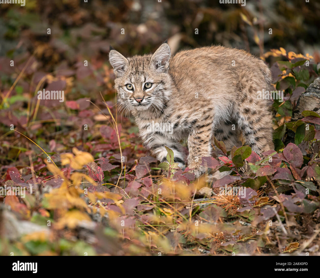 Female bobcat and kitten hi-res stock photography and images - Alamy