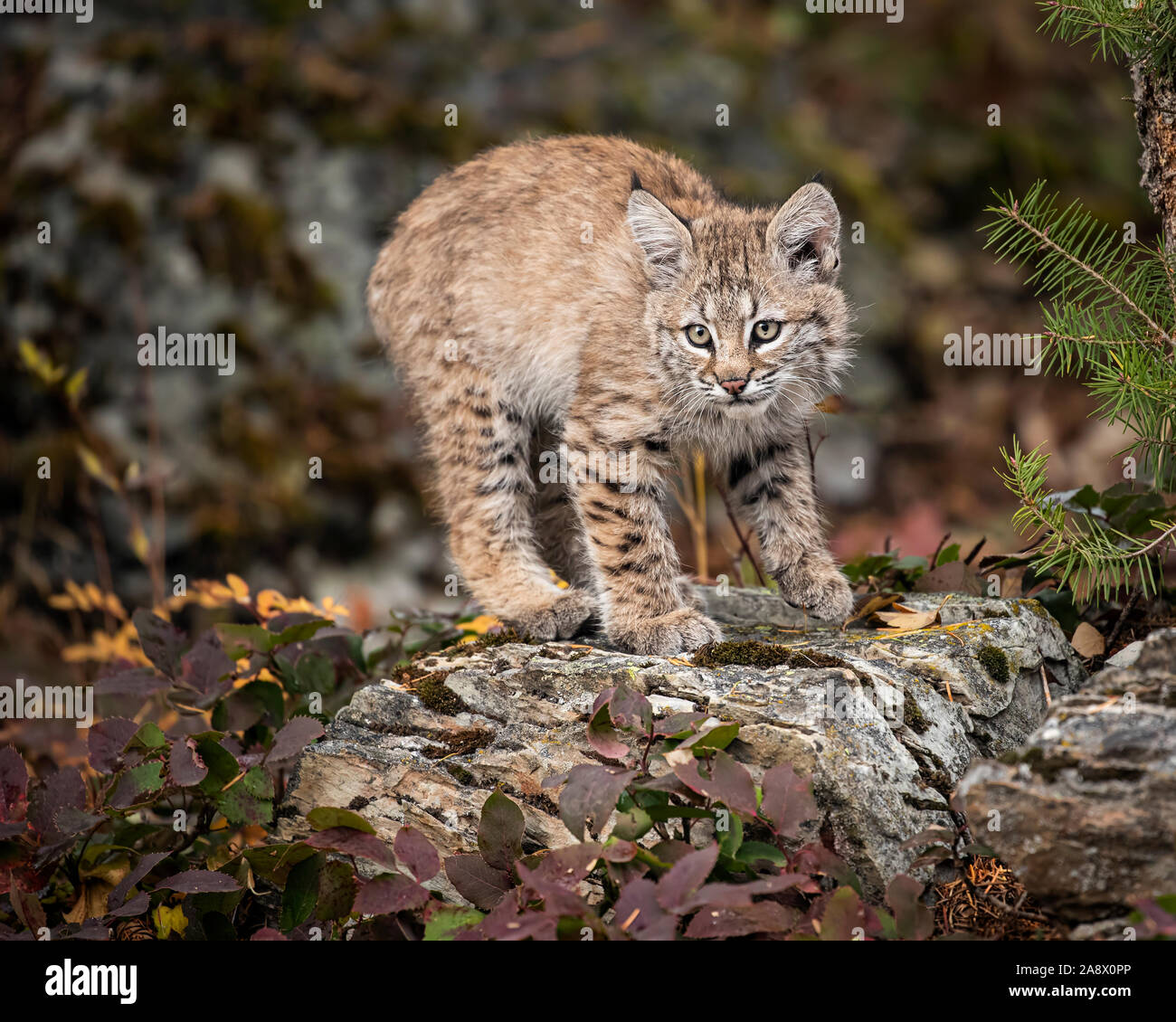 Bobcat kitten in fall colors Stock Photo - Alamy
