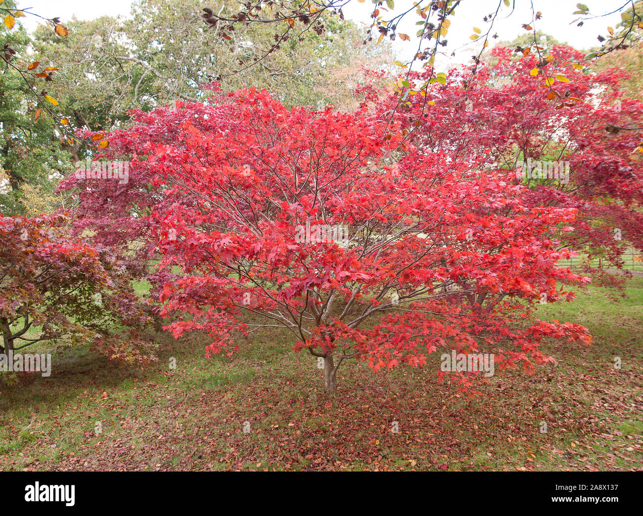 Acer palmatum, commonly known as red emperor maple, palmate maple ...