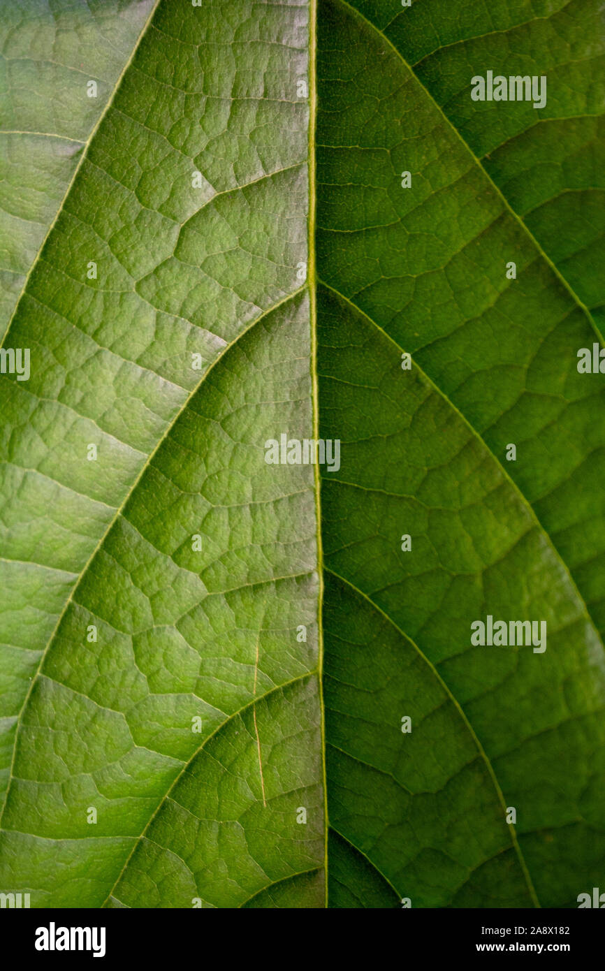 Green avocado tree leaf detail close up Stock Photo - Alamy