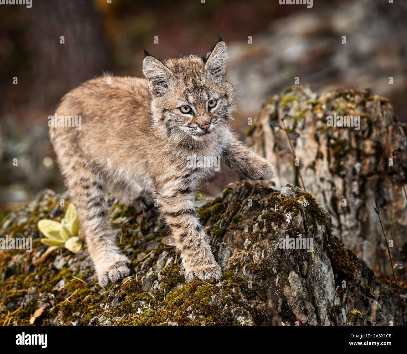 Female bobcat hi-res stock photography and images - Alamy