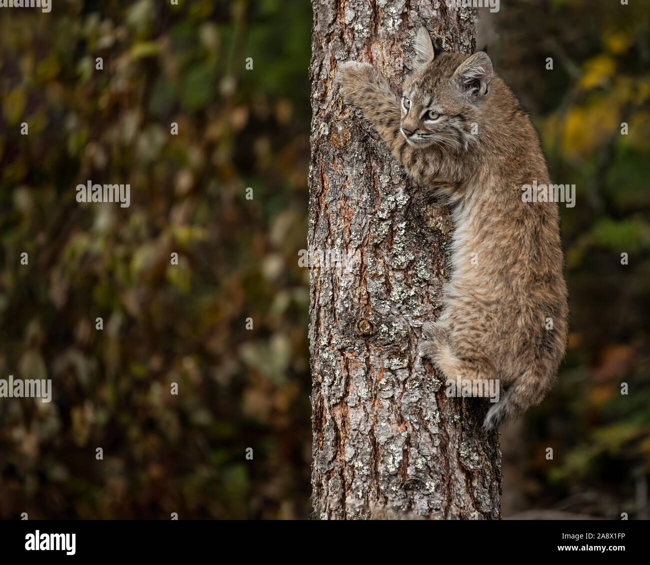 Bobcat rocky mountains hi-res stock photography and images - Alamy