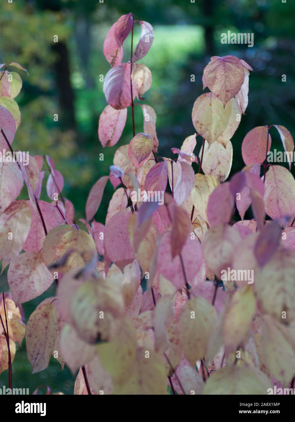 Dogwood leaves, Autumn Stock Photo - Alamy
