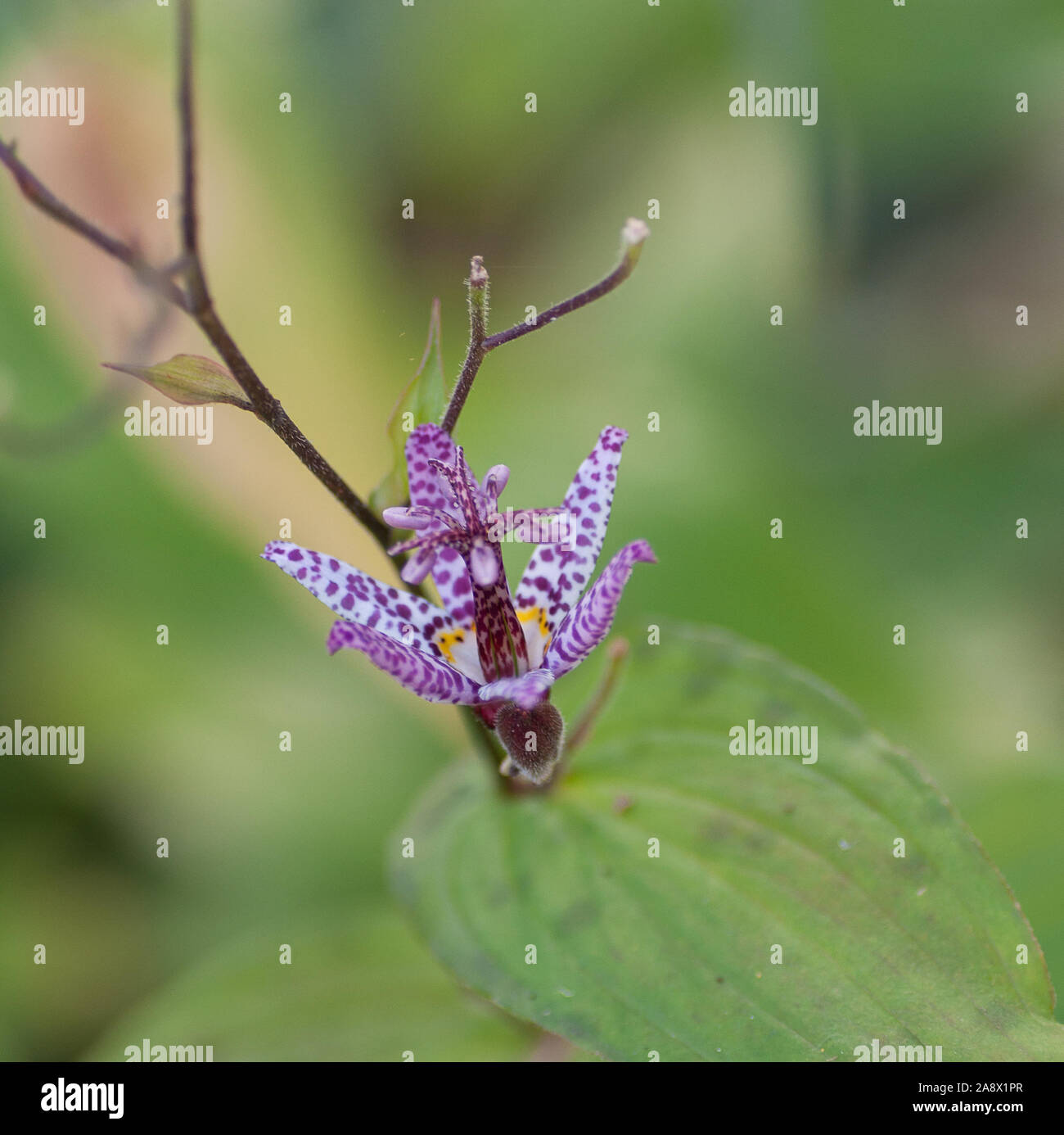 Pink freckles hi-res stock photography and images - Alamy