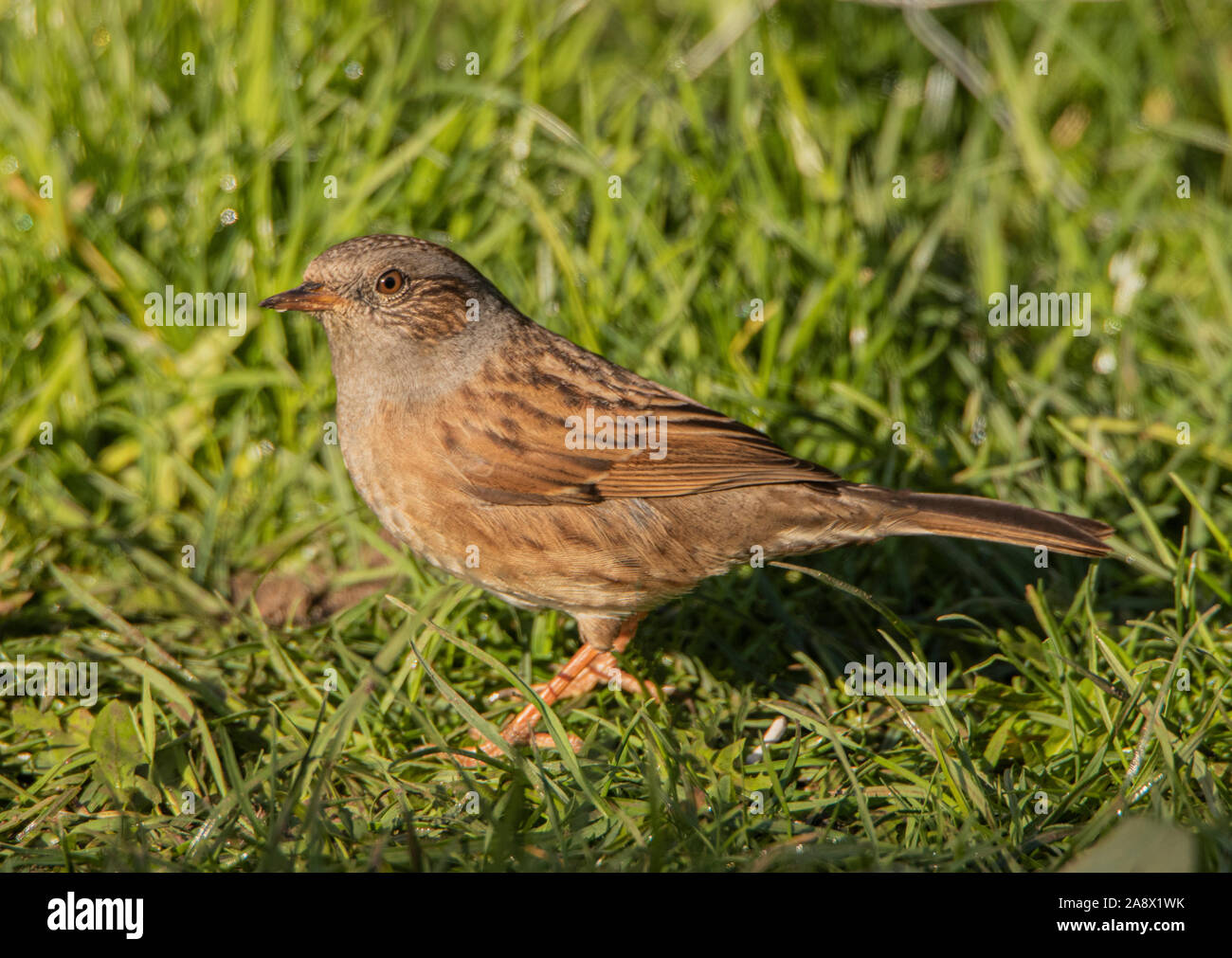 Baby dunnock hi-res stock photography and images - Alamy