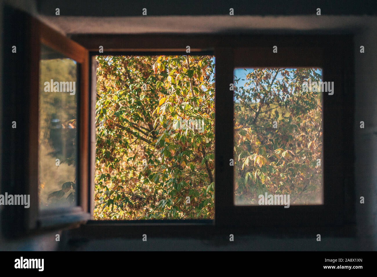 View from the window on a tree growing in a garden in the south of ...