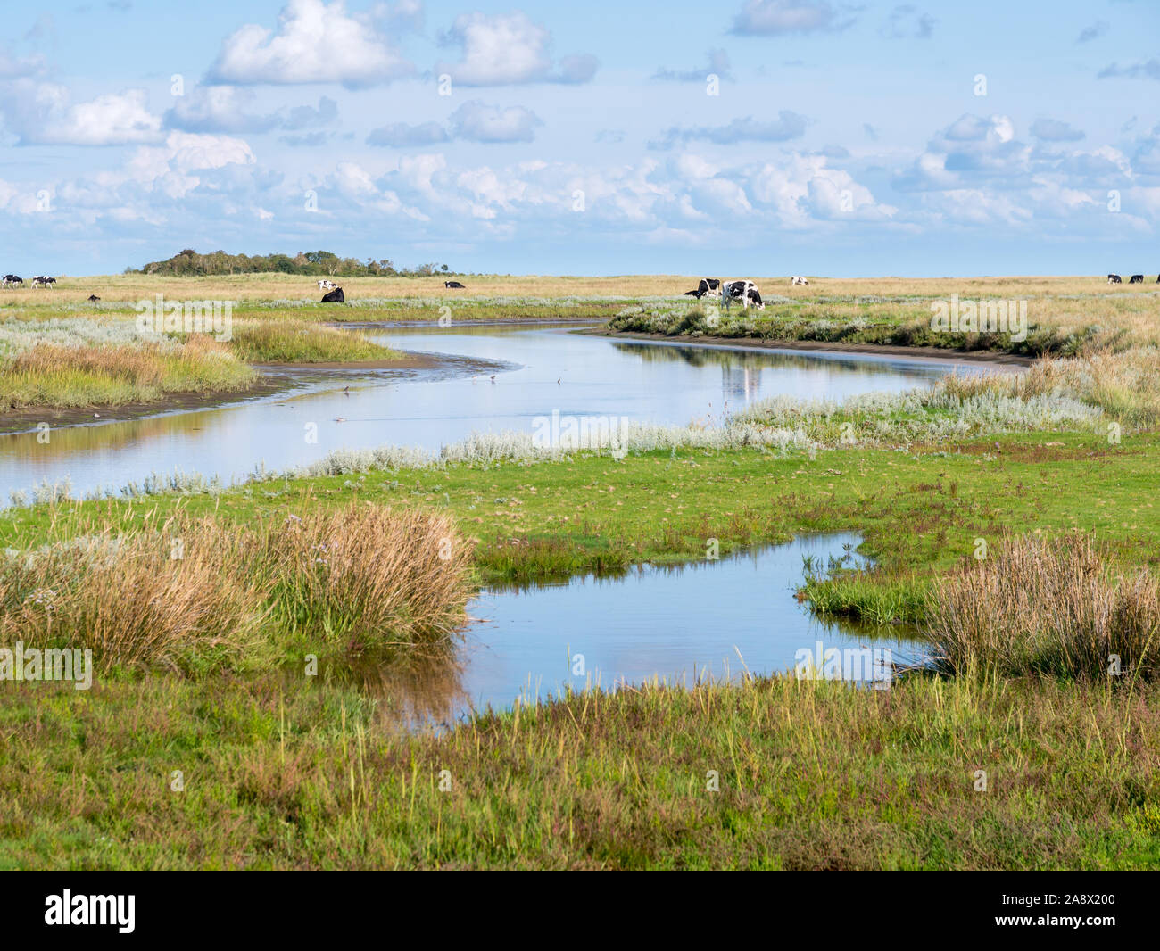 Canal and grazing cows in salt marsh near Kobbeduinen on Frisian island ...