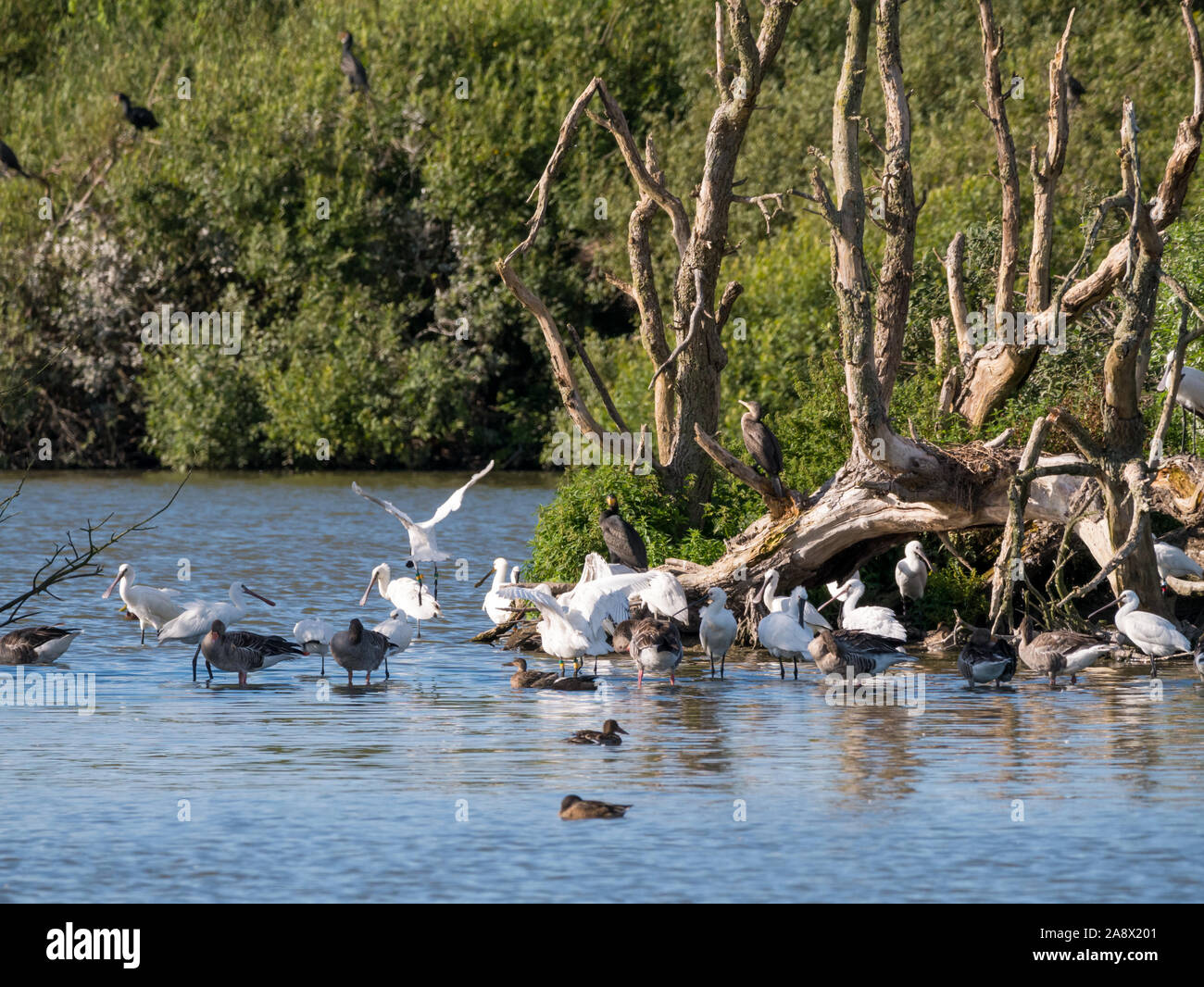 Spoonbills, geese and ducks in Westerplas lake on Frisian island ...