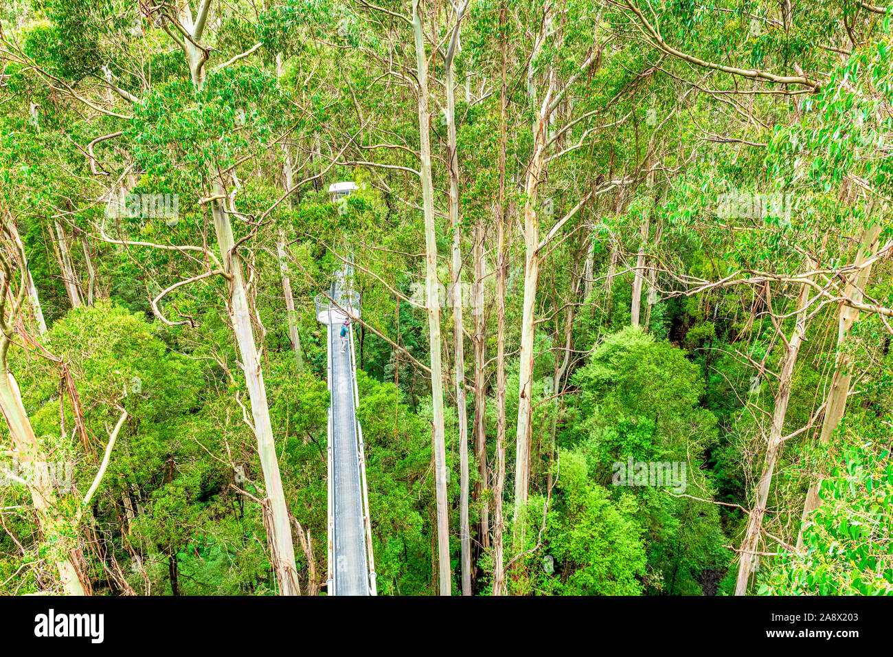Giant swamp gum eucalyptus regnans hi-res stock photography and images ...