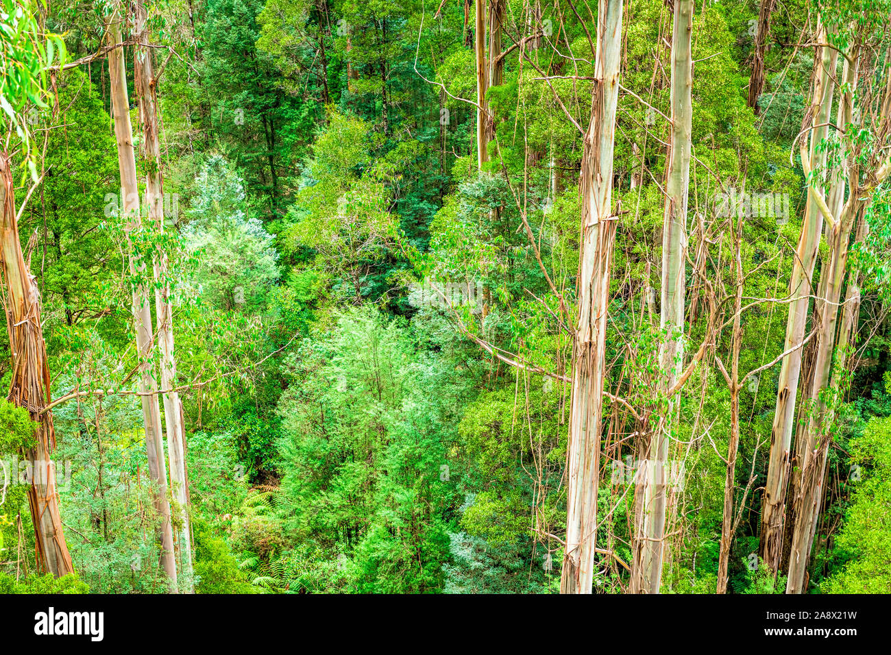 Giant swamp gum eucalyptus regnans hi-res stock photography and images ...