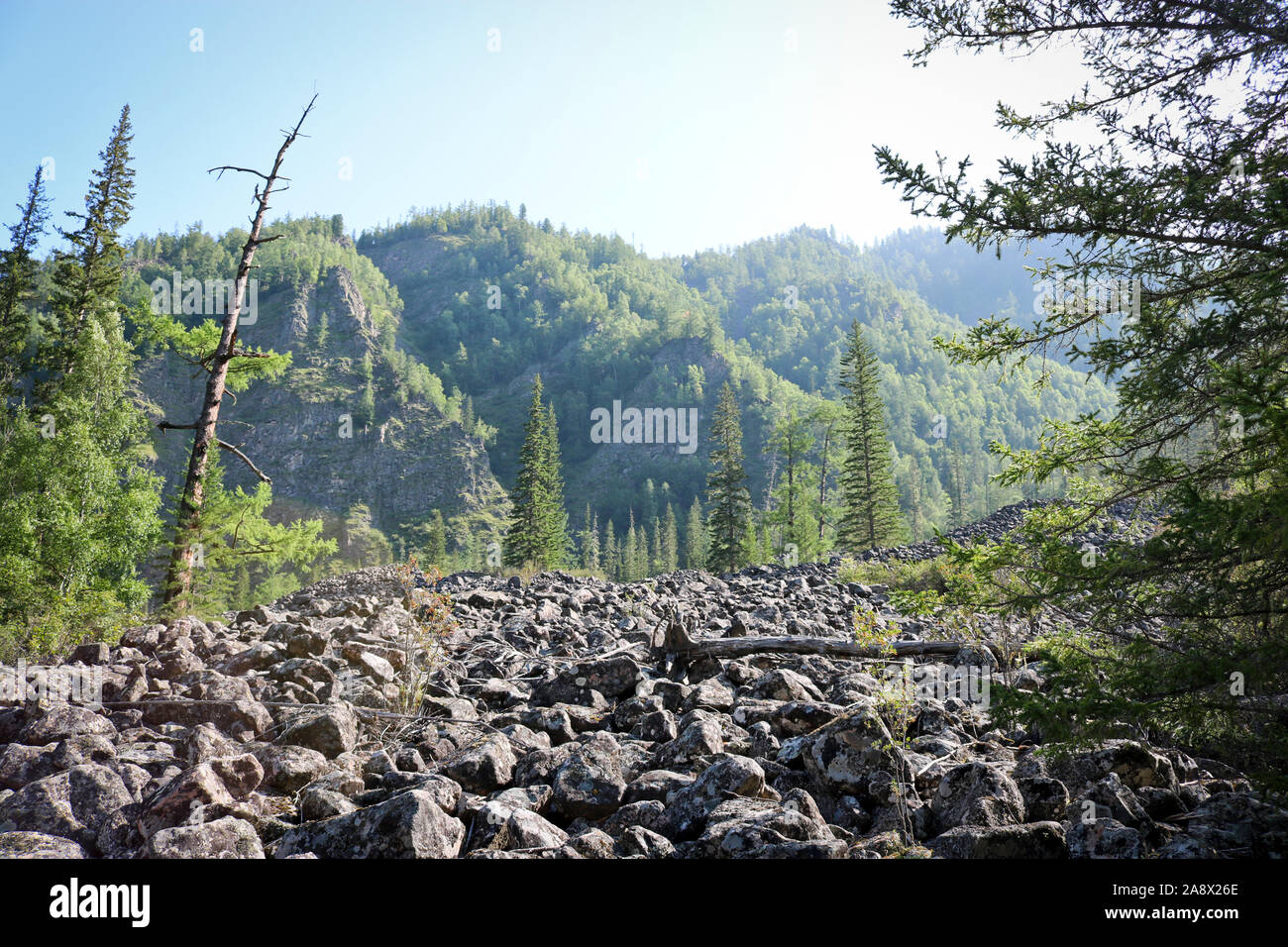 Mountain landscape, wild taiga and grasshoppers. Old larch and fir ...