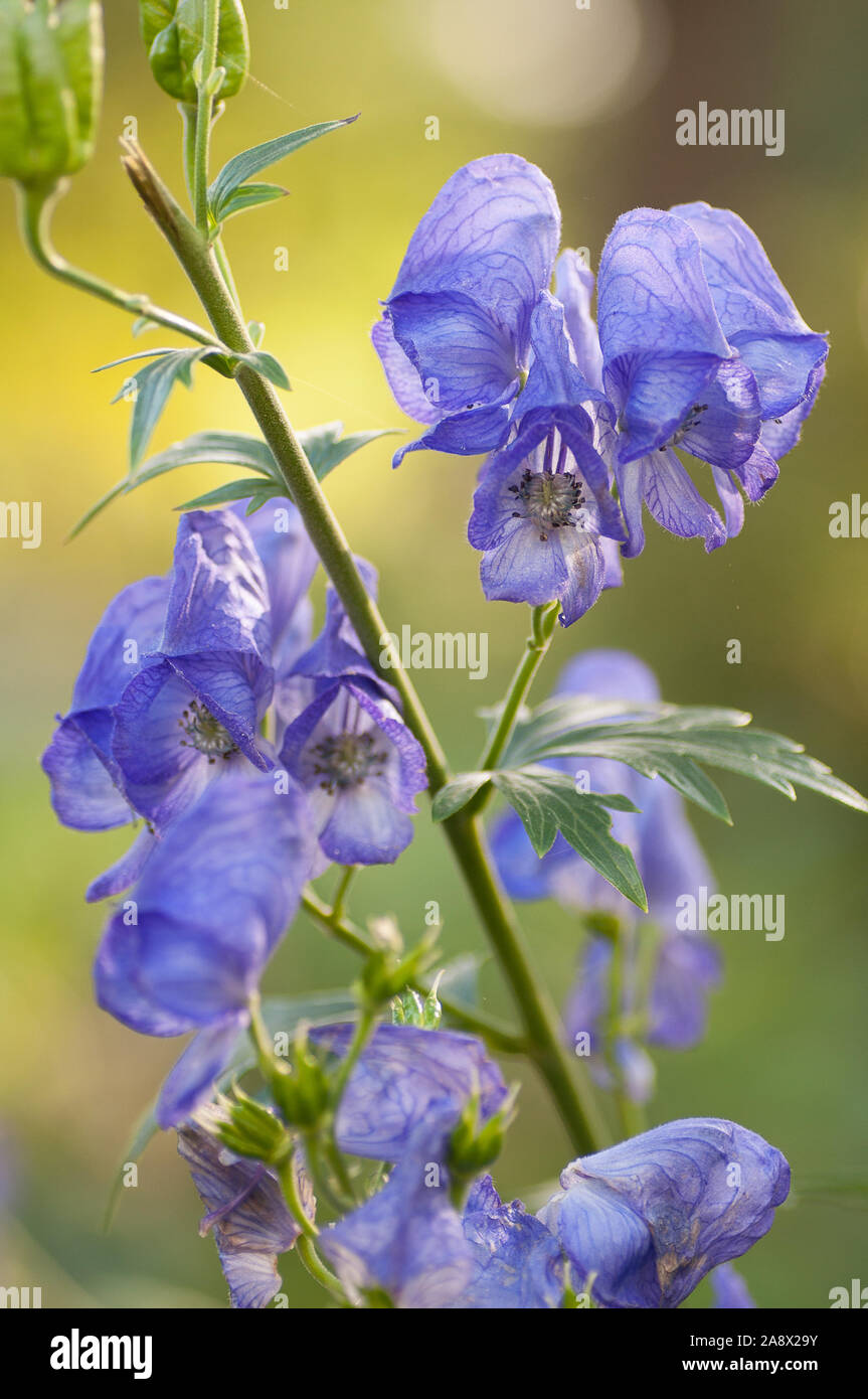Aconitum aconite hi-res stock photography and images - Alamy