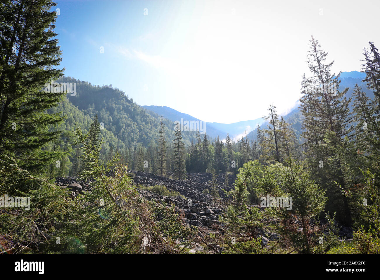 Mountain landscape, wild taiga and grasshoppers. Old larch and fir ...