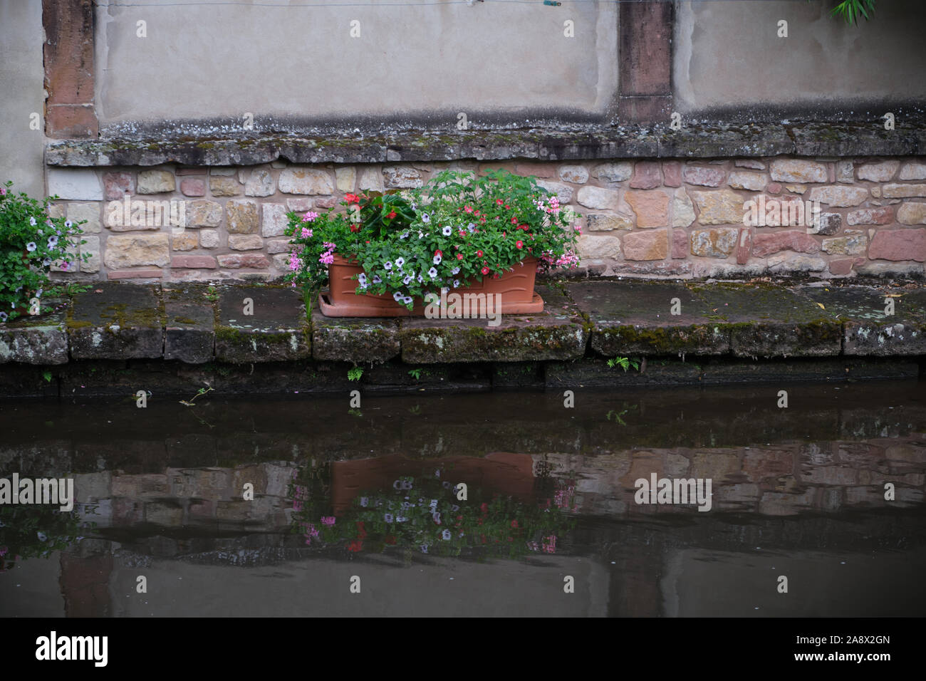 Reflection flower hi-res stock photography and images - Alamy