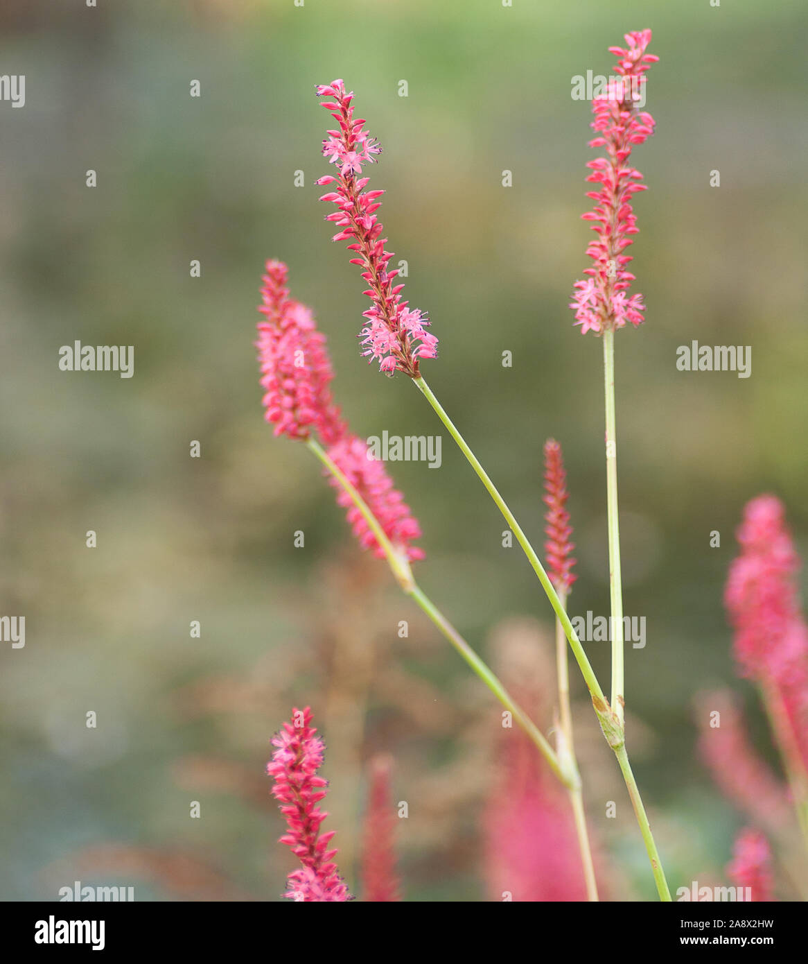 Red bistort, Bistorta amplexicaulis, Persicaria amplexicaulis Stock ...