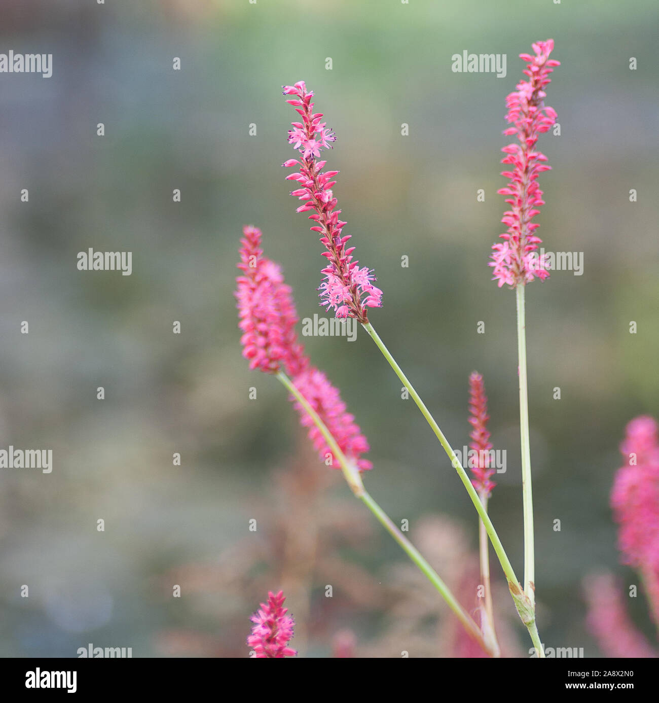 Red bistort, Bistorta amplexicaulis, Persicaria amplexicaulis Stock ...