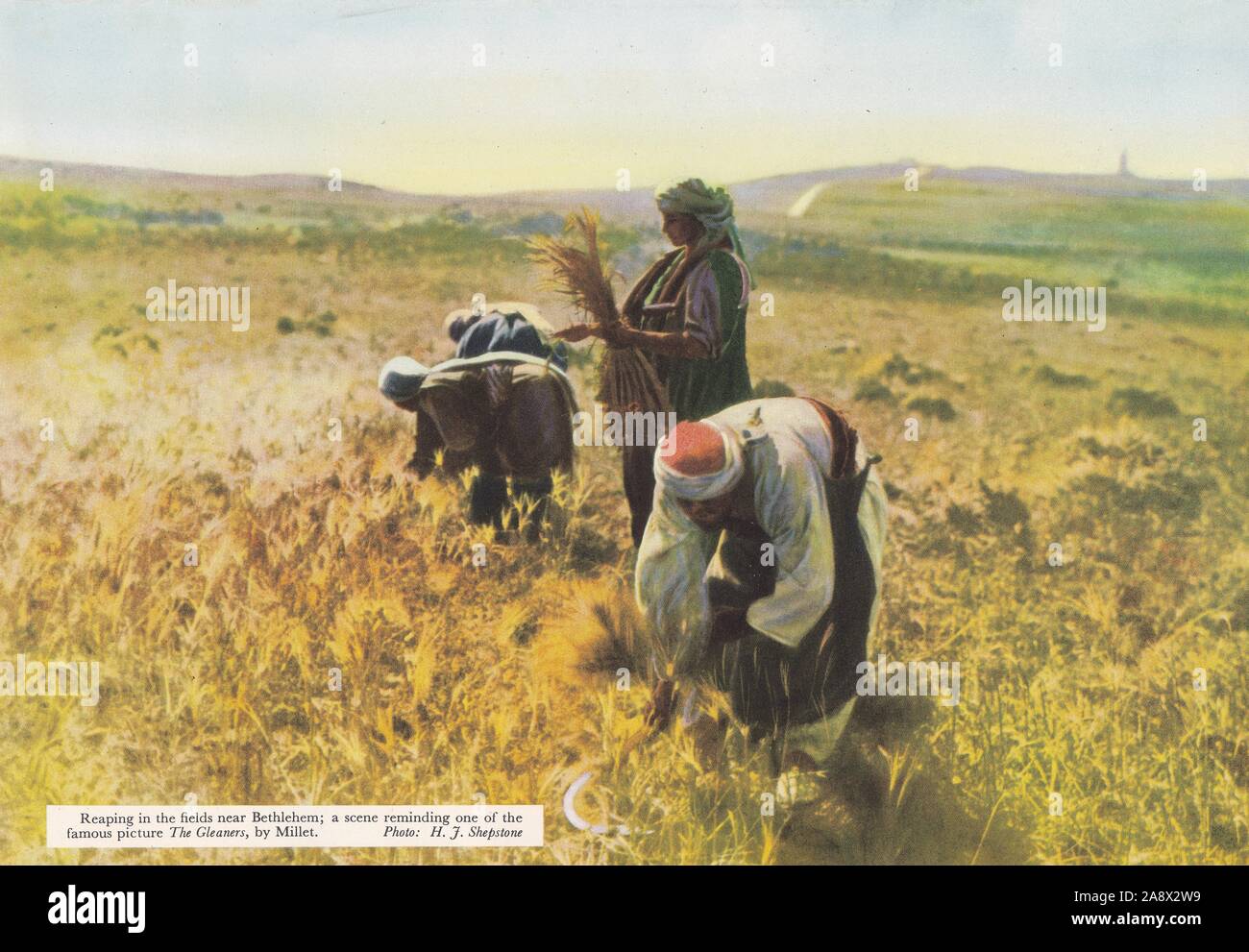Reaping in the fields near Bethlehem 1930s Stock Photo - Alamy
