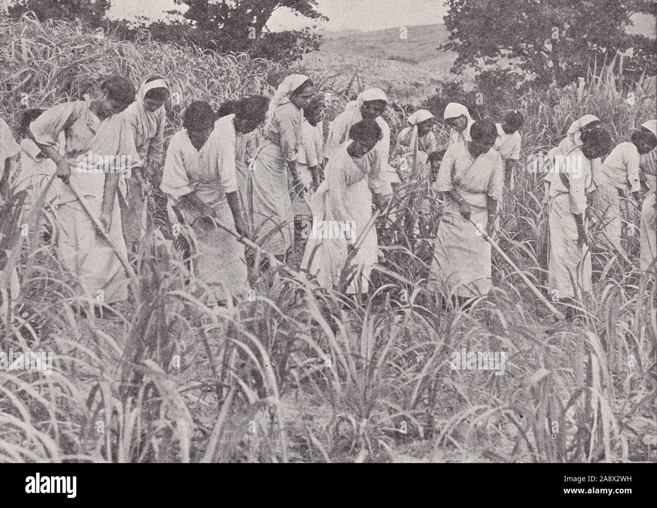 Indian Sugar Cane Plantation