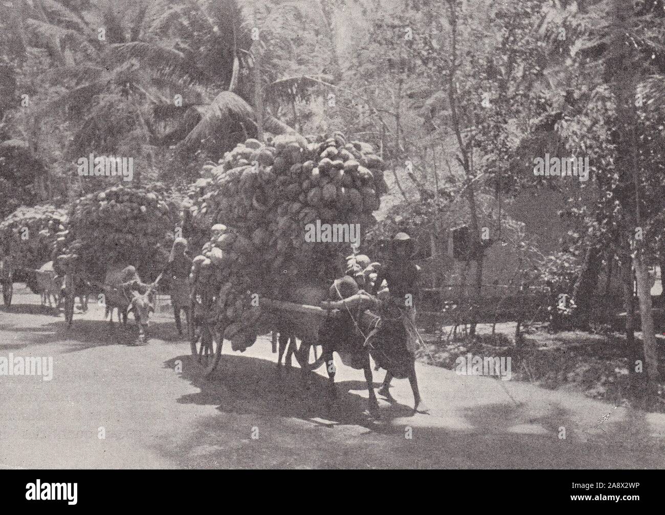 A cargo of coconuts arriving by native wagon at a store in Ceylon, Sri ...