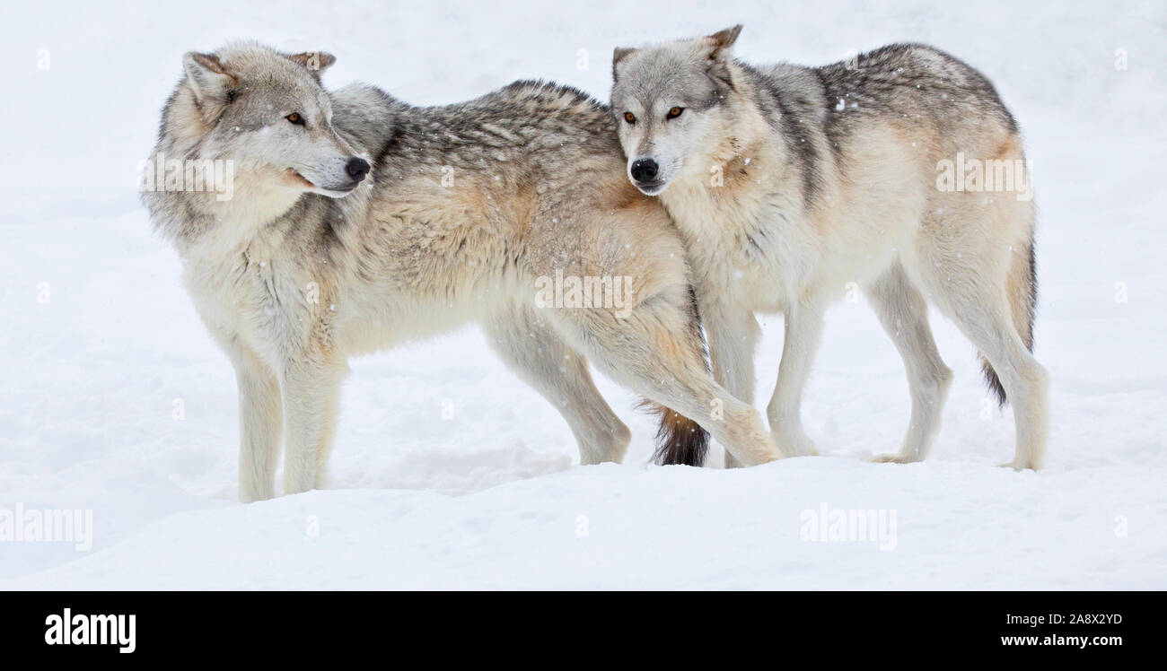 Grey wolves yellowstone hi-res stock photography and images - Alamy