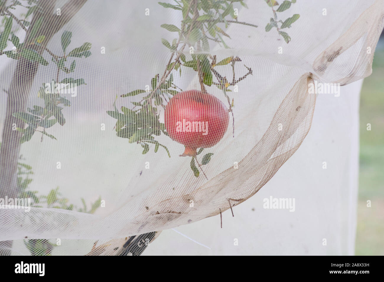 Bird protection net for Pomegranate Punica granatum) fruits, preventing ...