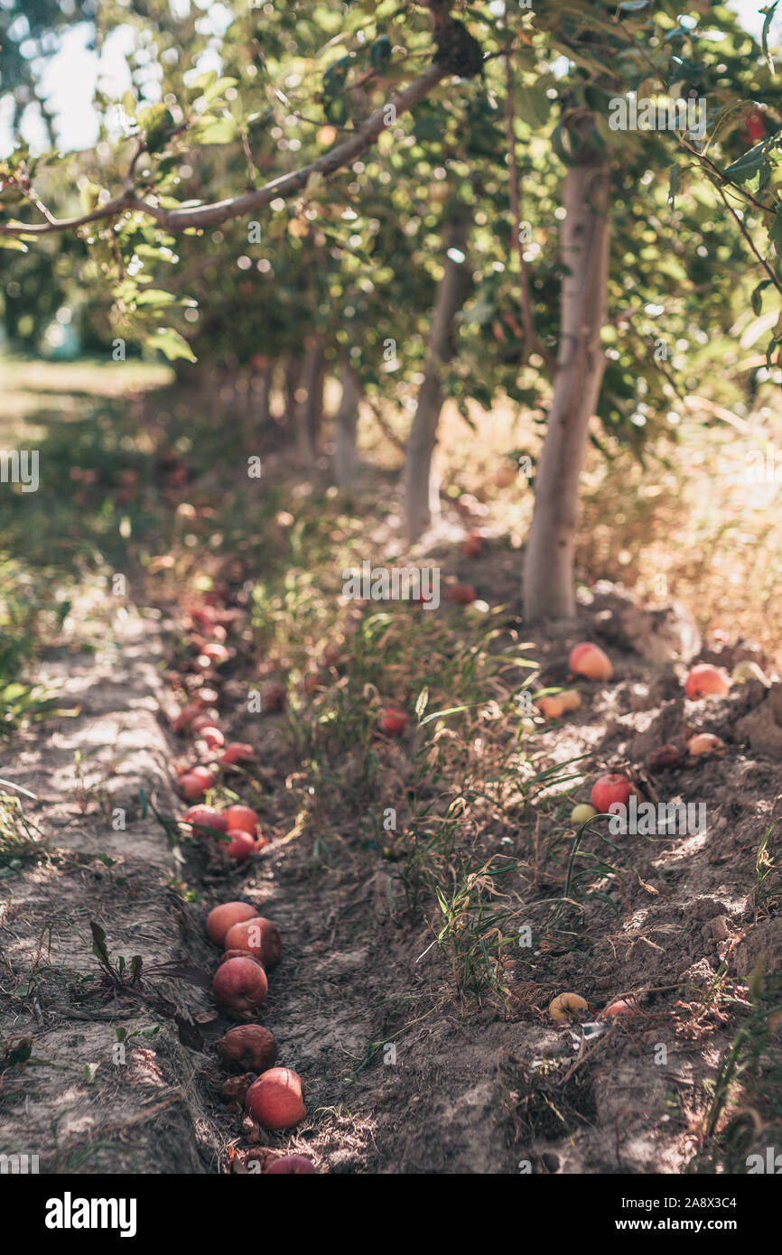 Beautiful perspective view of the rows of apple trees on the farm Stock ...