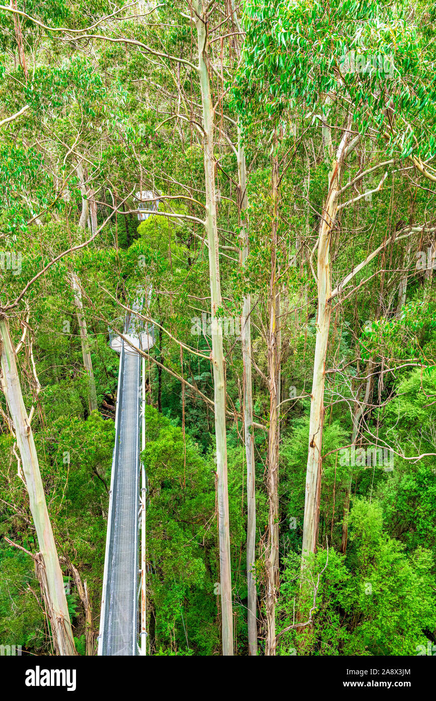Mountain Ash Tree Australia High Resolution Stock Photography and ...