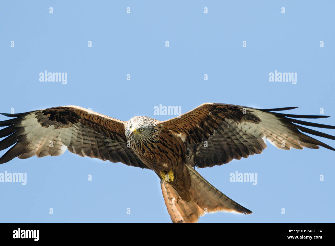 Majestic Red Kite bird flying with it's wings wide open Stock Photo - Alamy