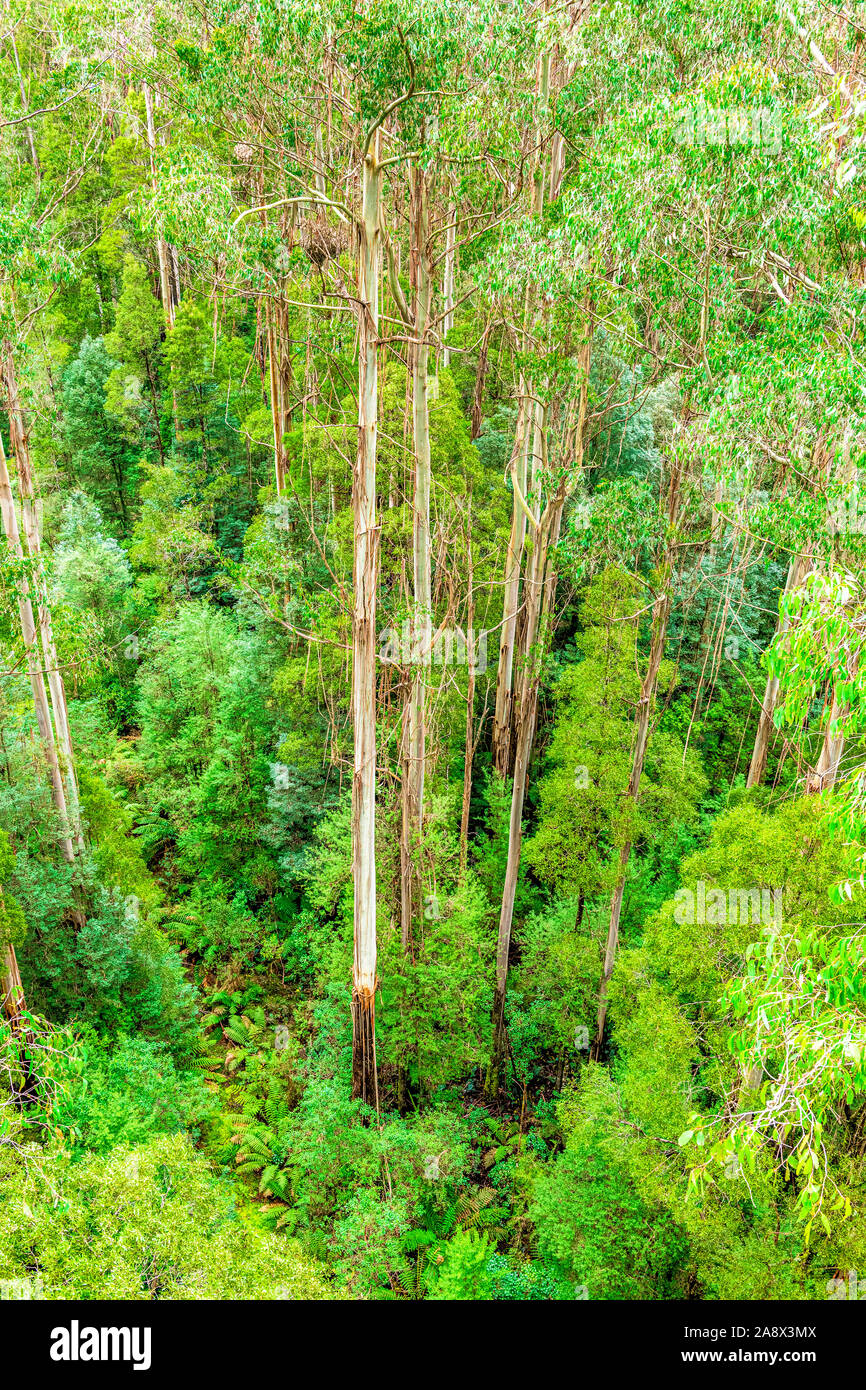 Giant swamp gum eucalyptus regnans hi-res stock photography and images ...