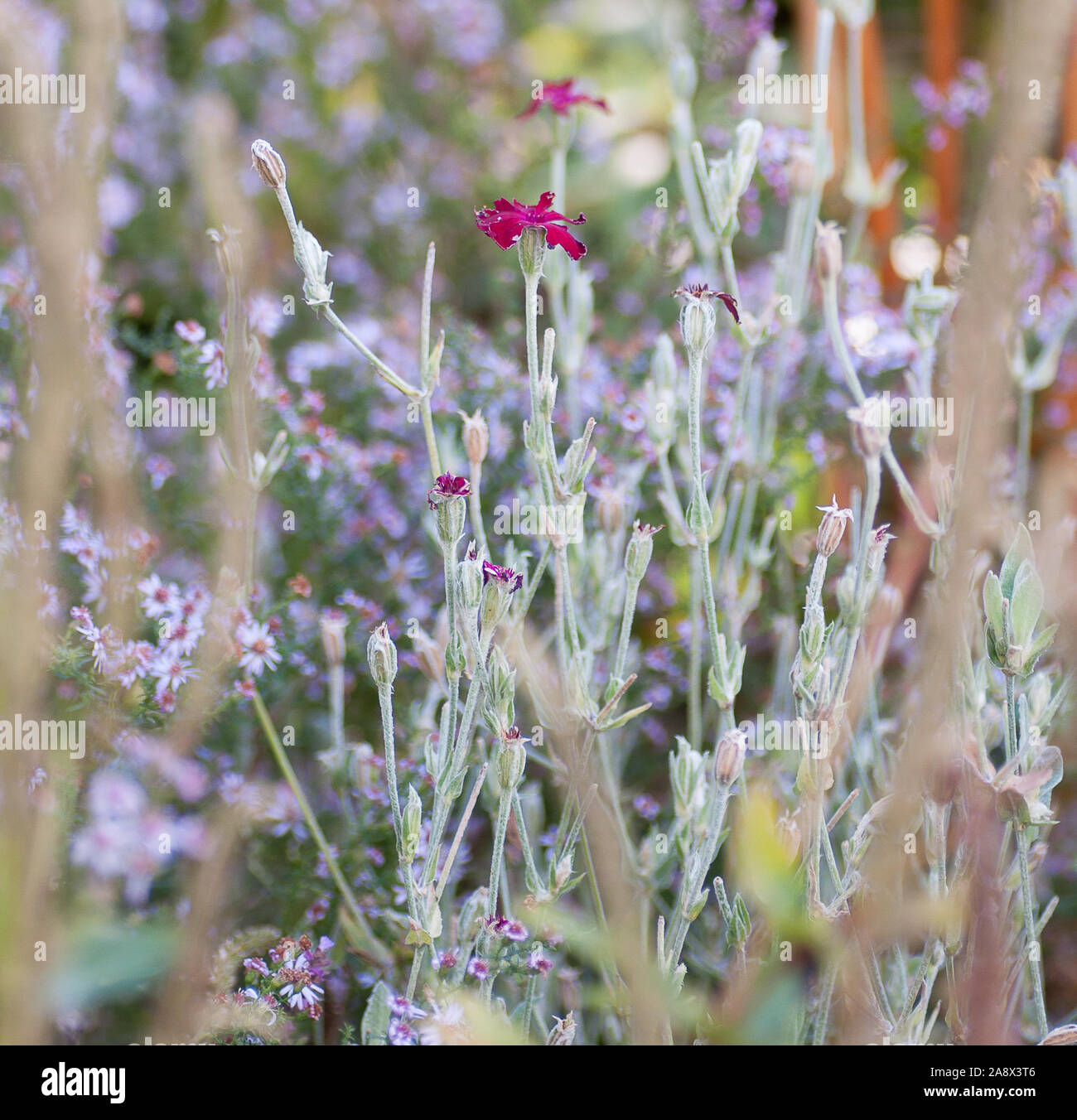 Silene coronaria, Rose campion Stock Photo - Alamy