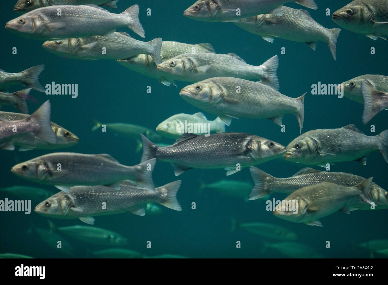 Wolfsbarsch, Europäischer Wolfsbarsch, Gemeiner Wolfsbarsch, Wolfs ...