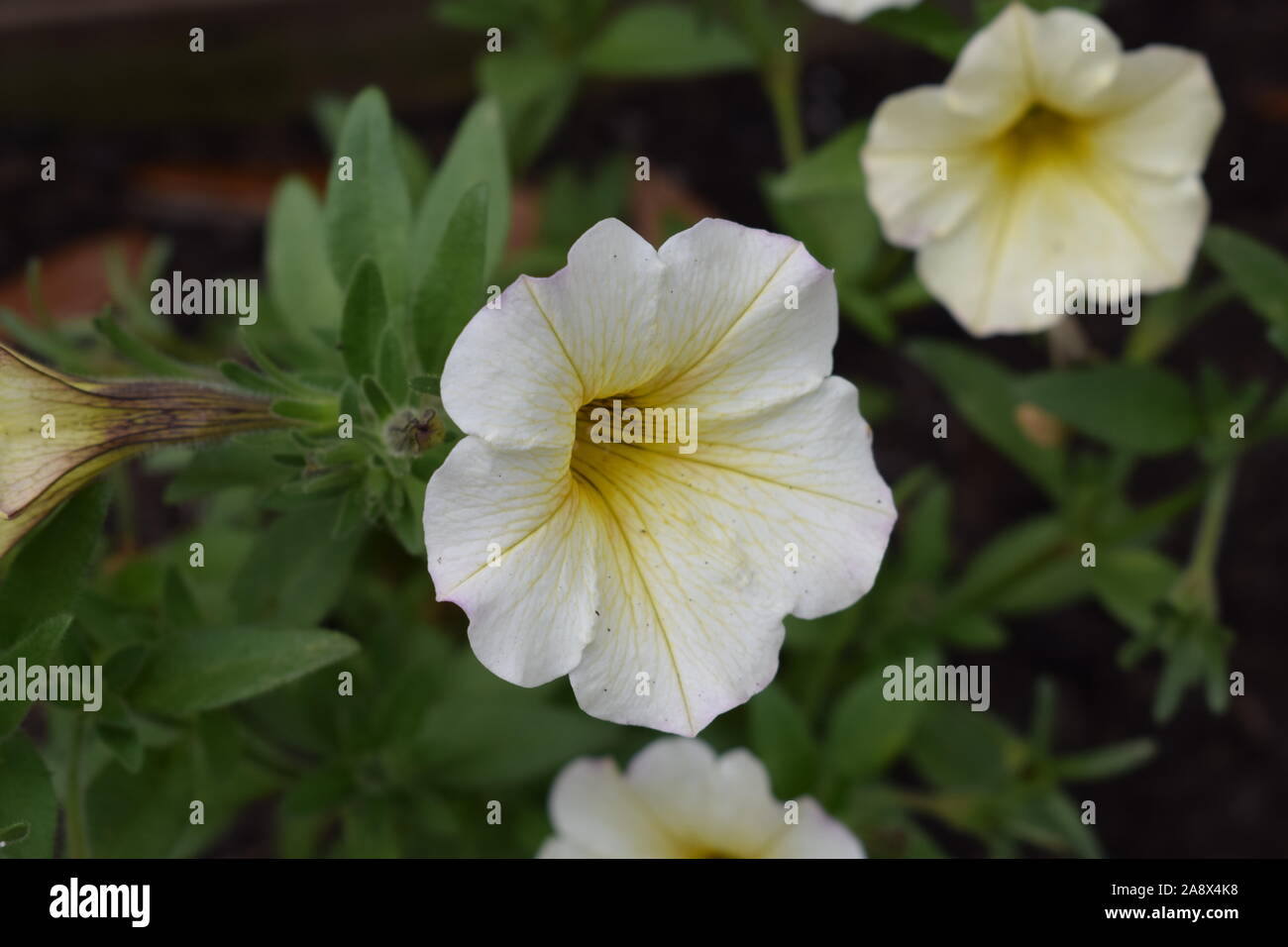 Calibrachoa million bells hi-res stock photography and images - Alamy
