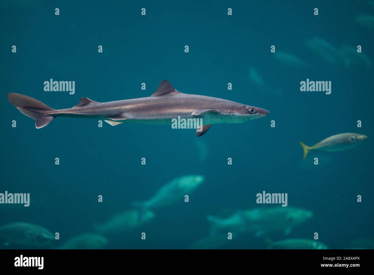 Dogfish sharks hi-res stock photography and images - Alamy
