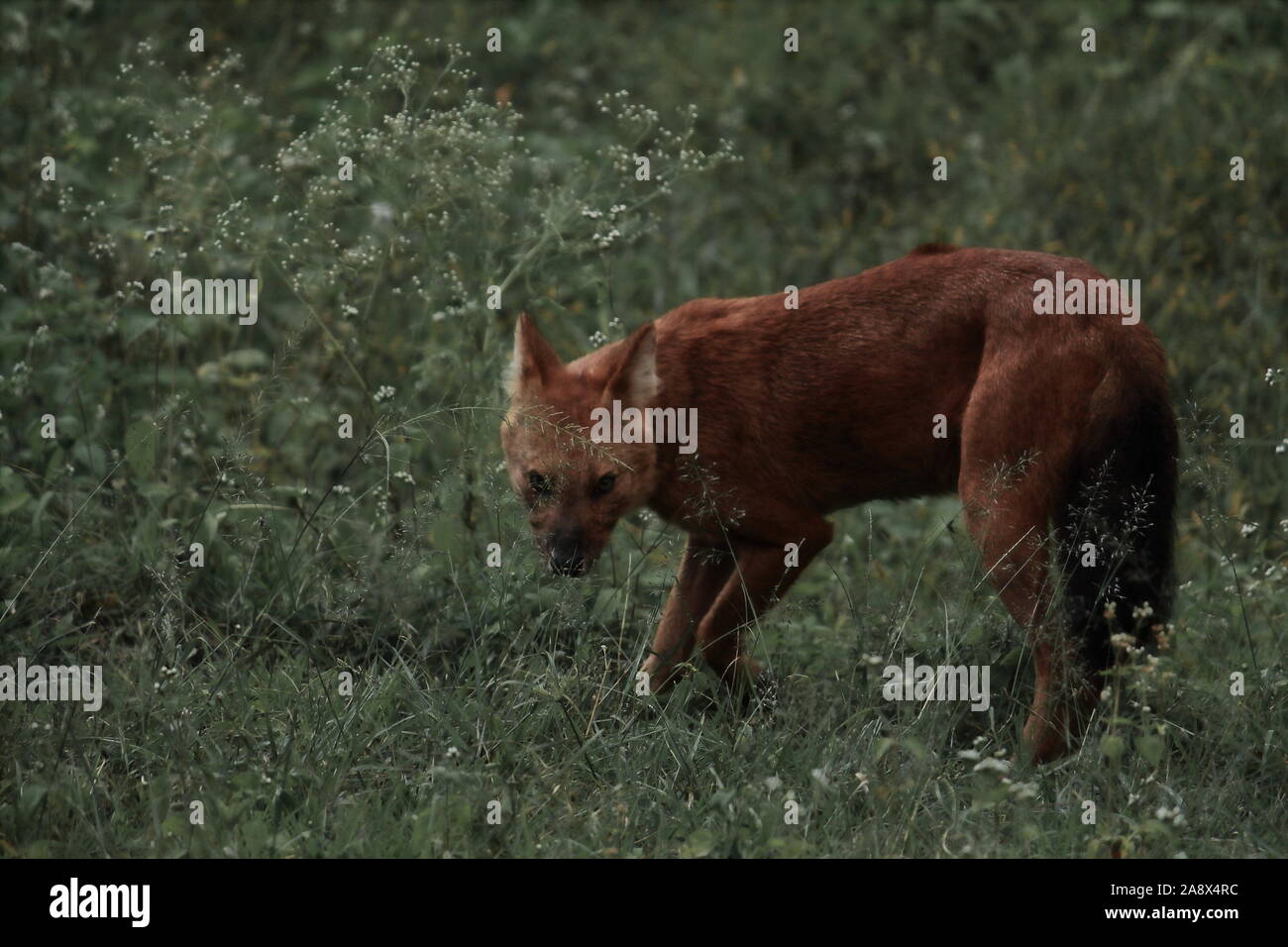 Indian biodiversity hi-res stock photography and images - Alamy