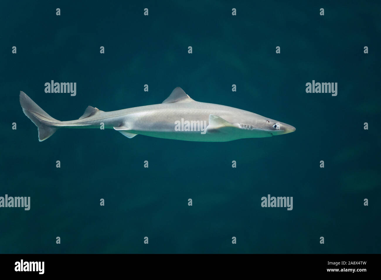 Dogfish hi-res stock photography and images - Alamy