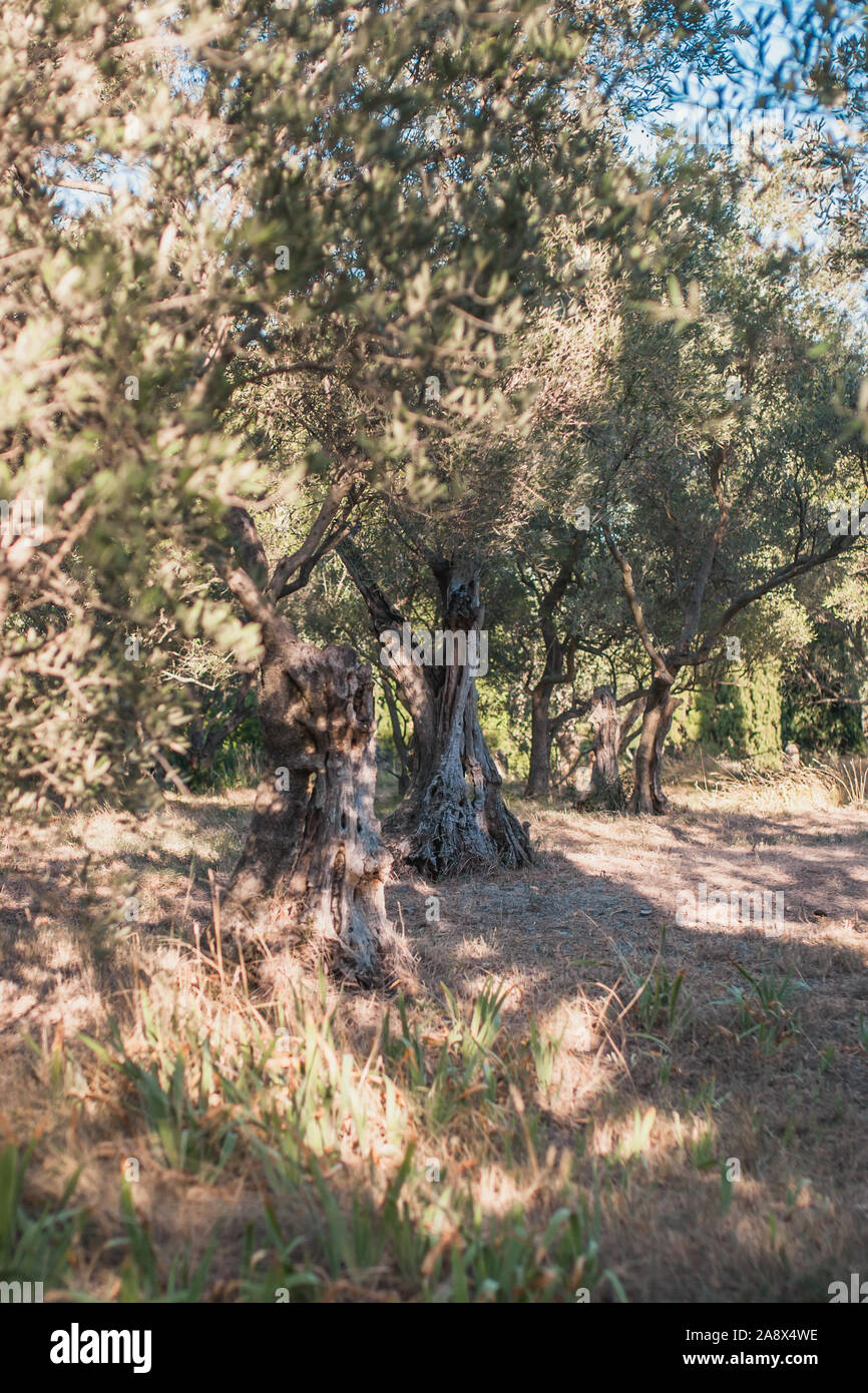 Centenarian olive grove hi-res stock photography and images - Alamy