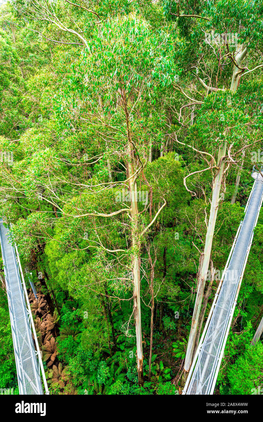 Mountain Ash Tree Australia High Resolution Stock Photography and ...